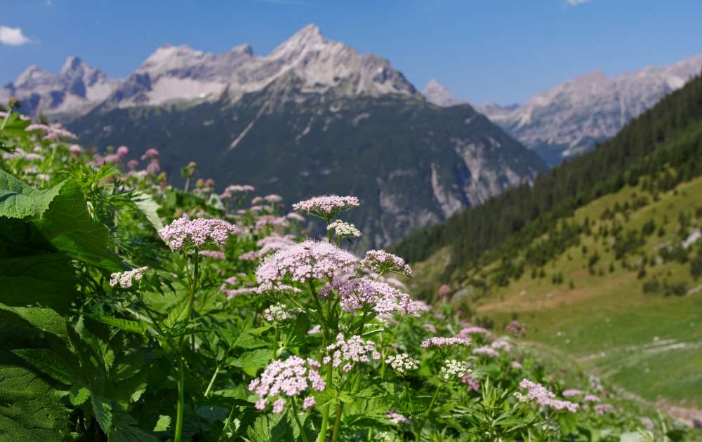 Lech in Summer - White Blancmange